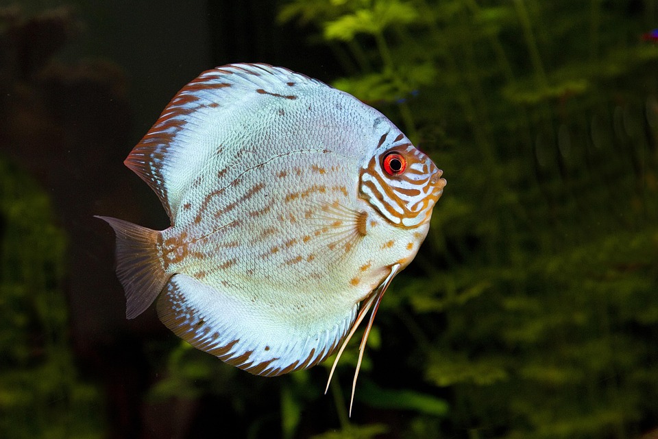 Discover the Vibrant World of Discus Fish: A Beginner's Guide to the ... Discover the Vibrant World of Discus Fish: A Beginner's Guide to the ...